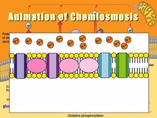 Mitochondria/chemiosmosis presentation | PPT