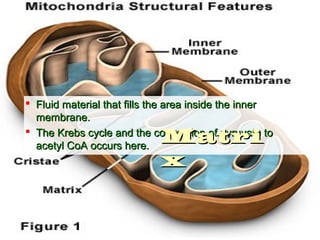 Mitochondria/chemiosmosis presentation | PPT