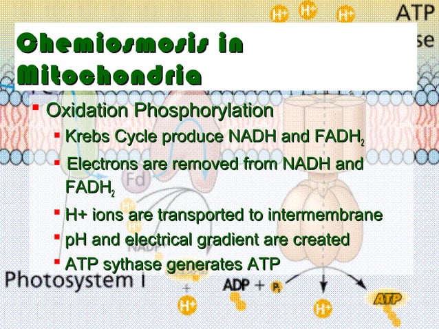 Mitochondria/chemiosmosis presentation | PPT