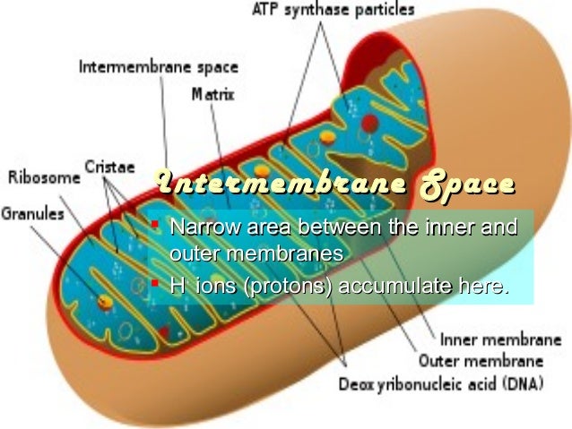 Mitochondria/chemiosmosis presentation