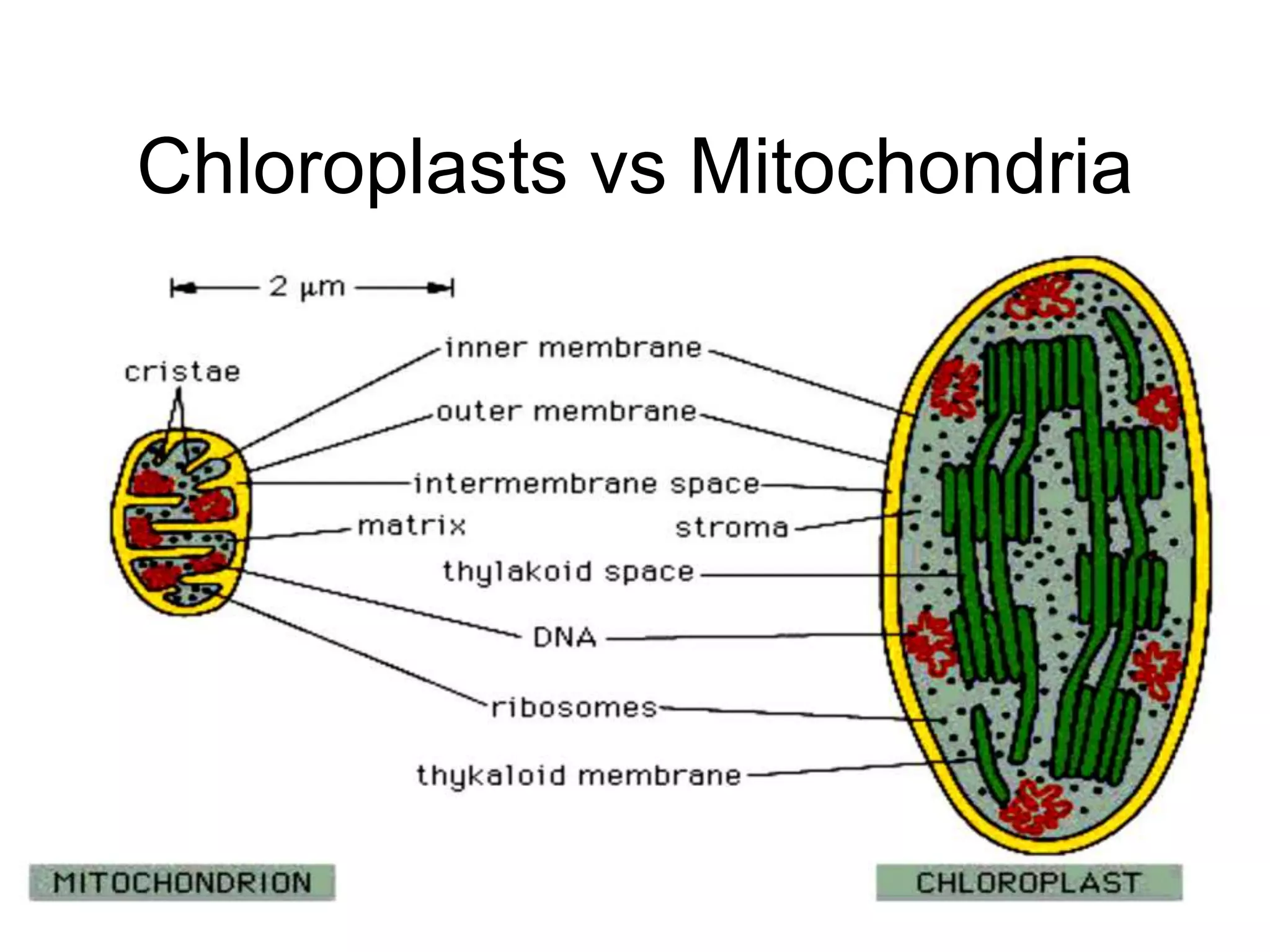 Mitochondria and chloroplast | PPT