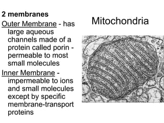 Mitochondria and chloroplast | PPTX | Biological Sciences | Science