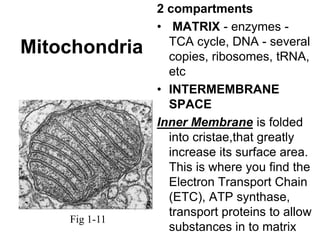Mitochondria and chloroplast | PPTX | Biological Sciences | Science