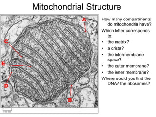 Mitochondria and chloroplast | PPTX | Biological Sciences | Science