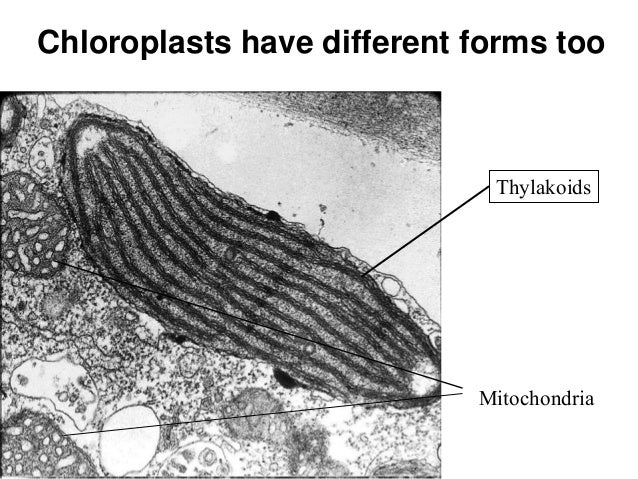Mitochondria and chloroplast