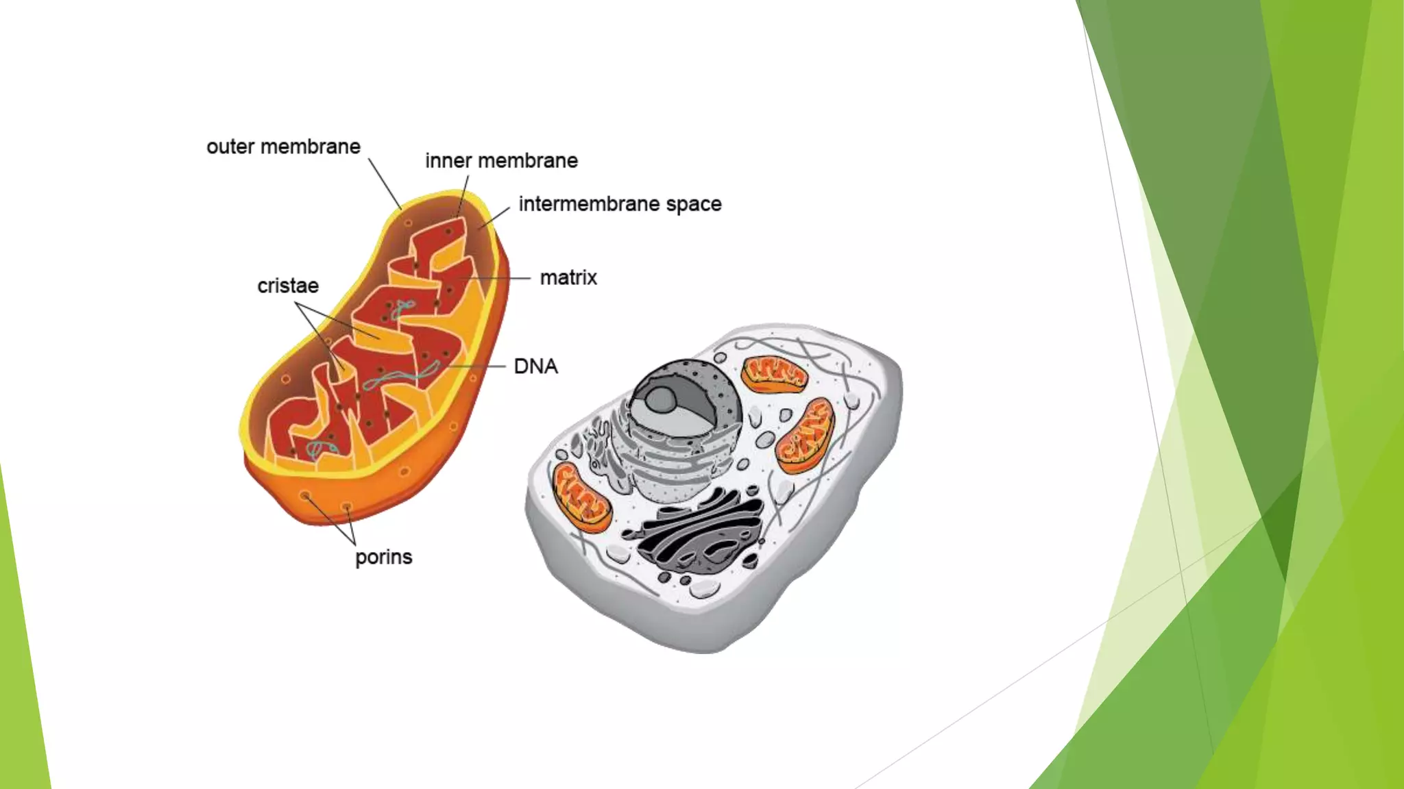 Mitochondria and Chloroplasts | PPTX | Biological Sciences | Science