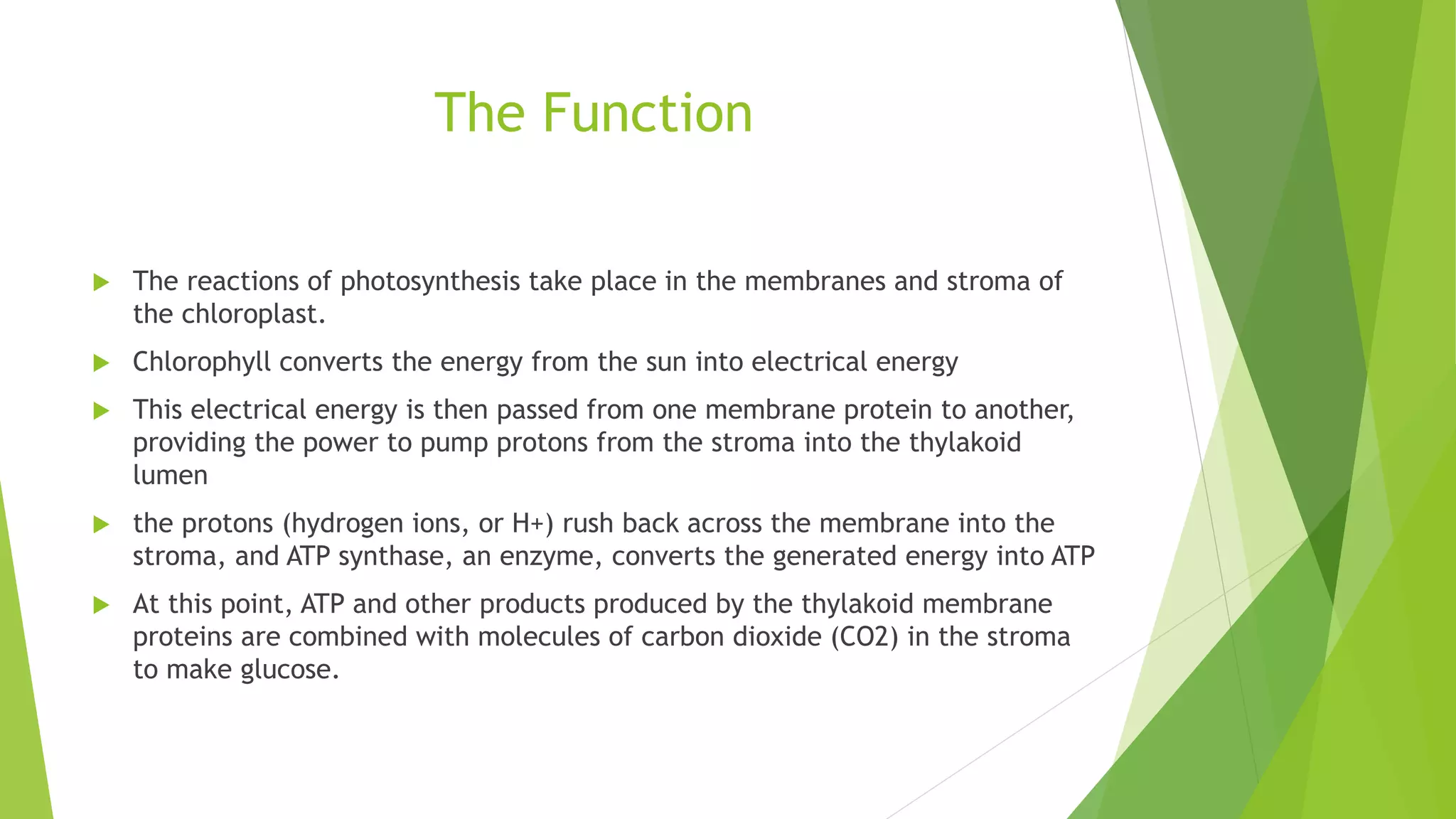 Mitochondria and Chloroplasts | PPTX | Biological Sciences | Science