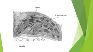 Mitochondria and Chloroplasts | PPTX | Biological Sciences | Science
