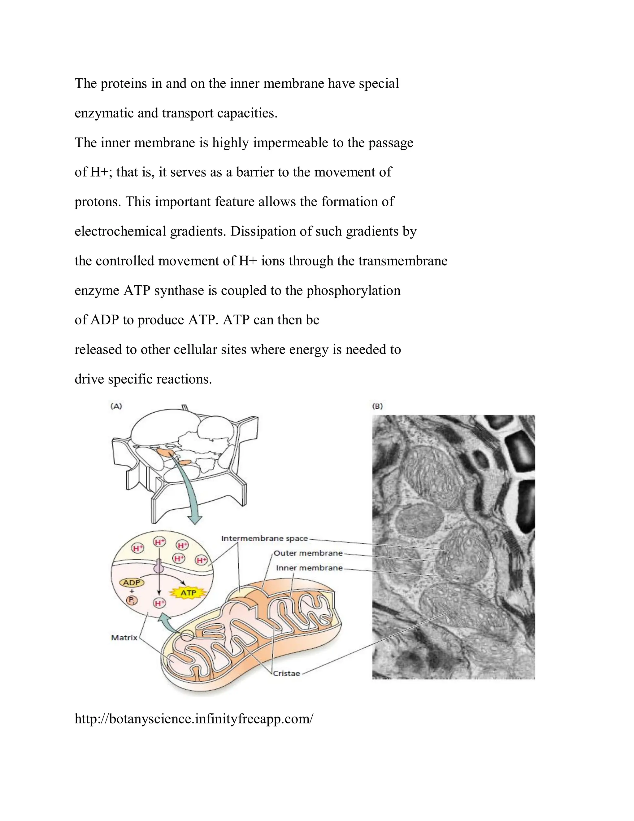 Mitochondria and Chloroplasts Are Sites of Energy.pdf | Chemistry | Science
