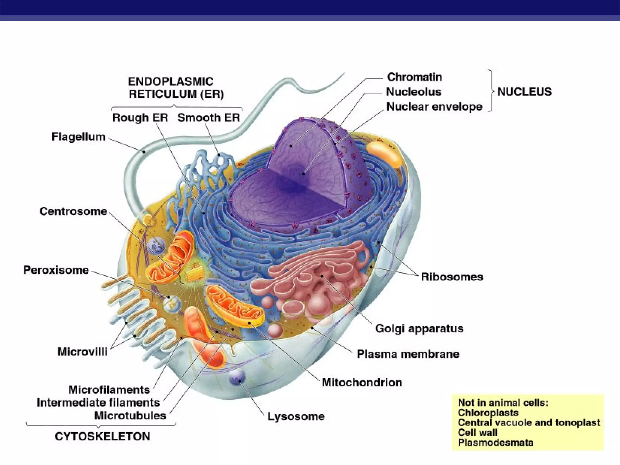 Mitochondria and chloroplasts ppt | PPT