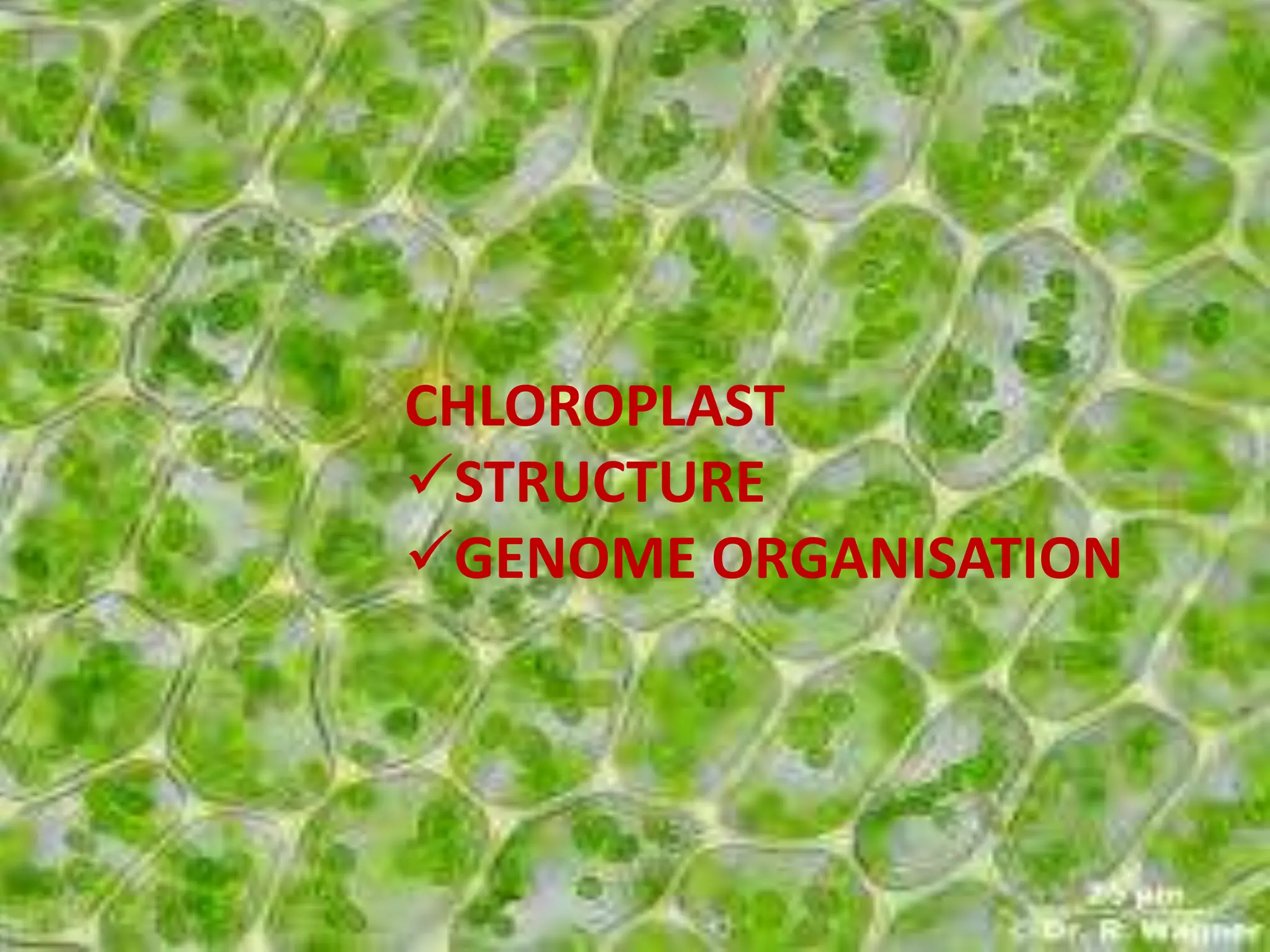 Mitochondria and chloroplast structure and genome organisation | PPTX