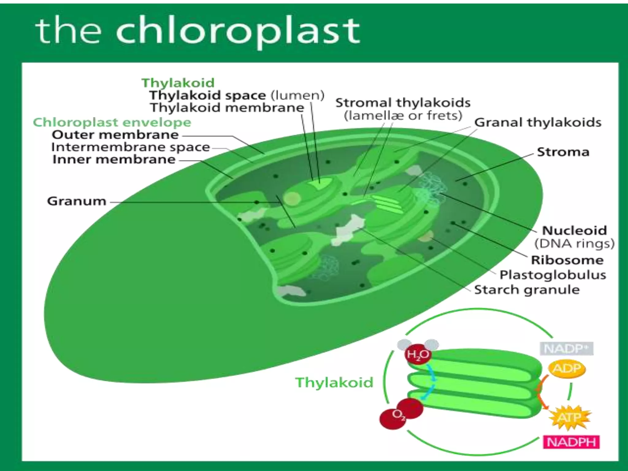 Mitochondria and chloroplast structure and genome organisation | PPTX