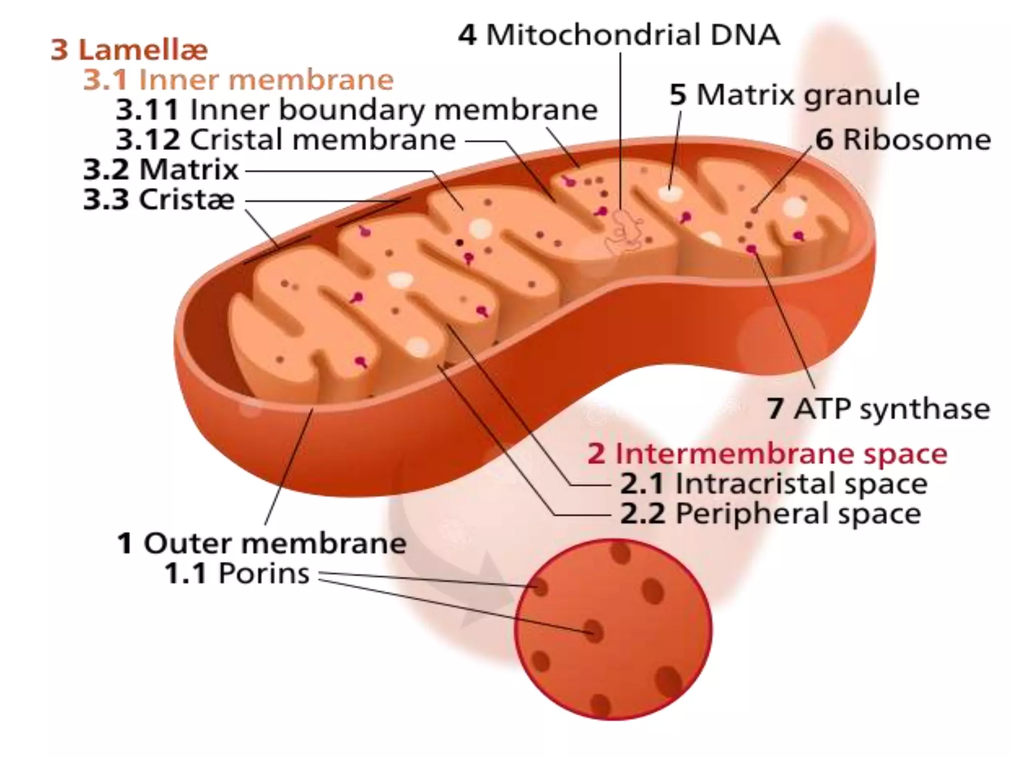 Mitochondria and chloroplast structure and genome organisation | PPTX