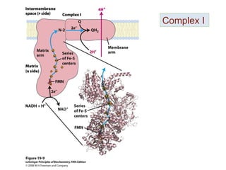 Mitochondria PowerPoint Presentation PPT | PPT