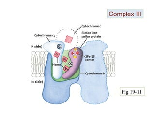 Mitochondria PowerPoint Presentation PPT | PPT