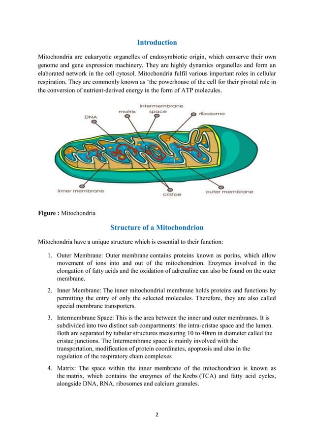 Mitochondria and it's role in Cellular Respiration.docx