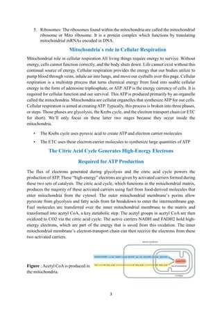 Mitochondria and it's role in Cellular Respiration.docx