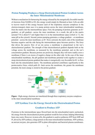 Mitochondria and it's role in Cellular Respiration.docx