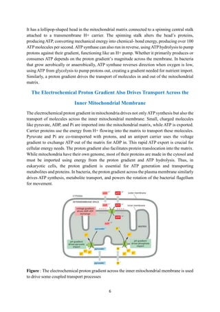 Mitochondria and it's role in Cellular Respiration.docx