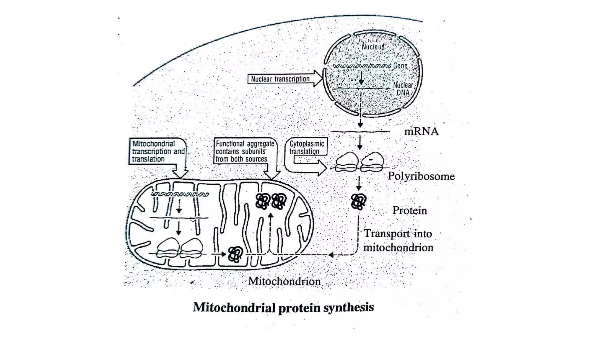 Mitochondria Biogenesis And Functions Pptx