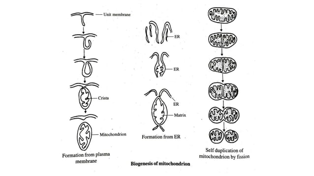 mitochondria biogenesis and functions.pptx | Biological Sciences | Science