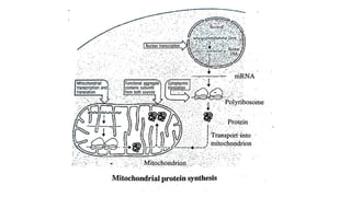 mitochondria biogenesis and functions.pptx