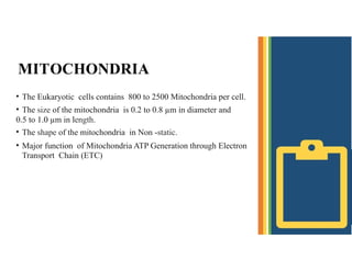 mitochondria: The power houses of the cell | PPT