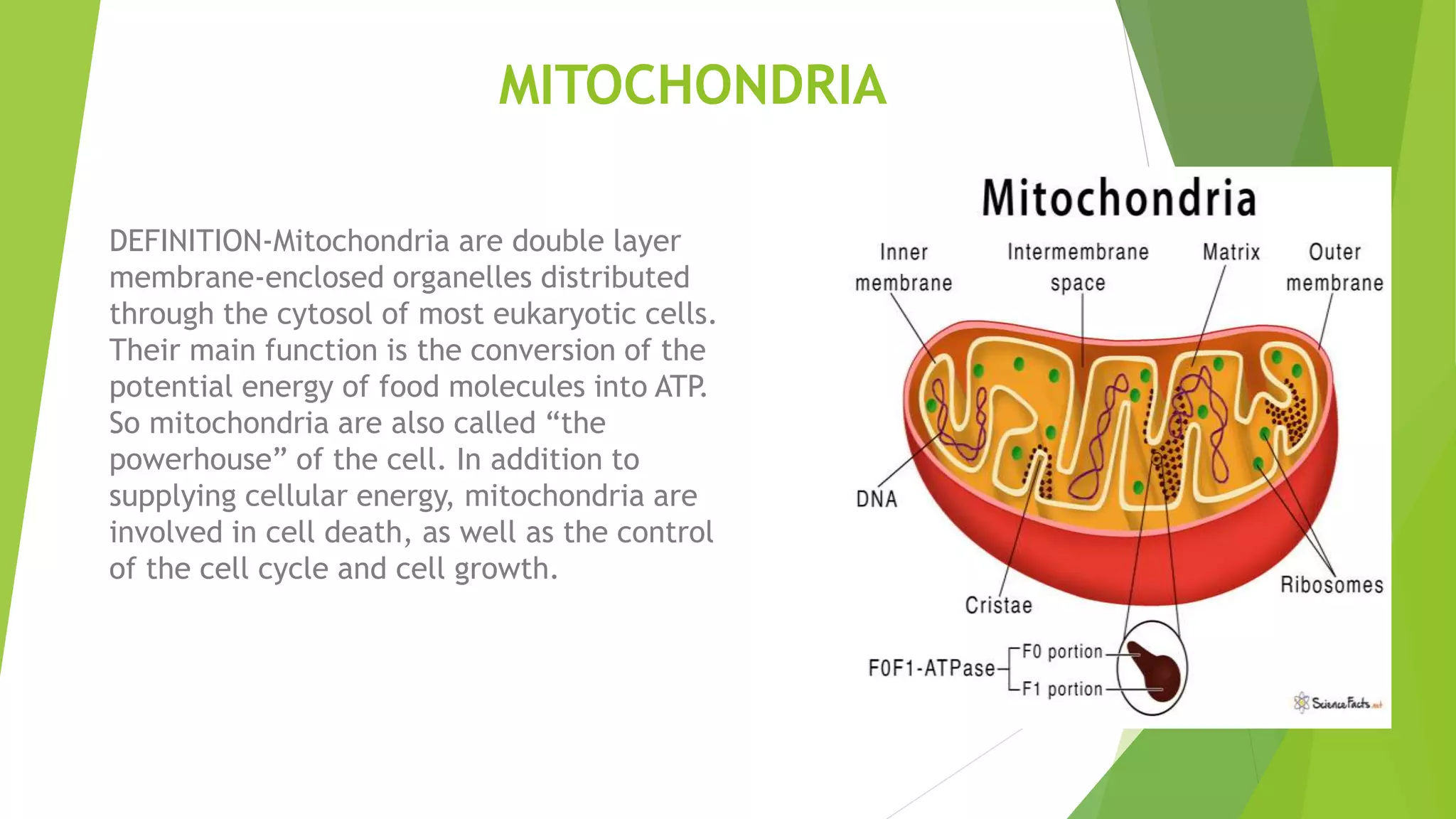 Mitochondria Choloropast - Debjit Parui | PPT