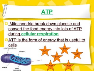 Mitochondria lesson the basics of glucose to ATP production | PPT