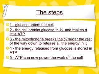 Mitochondria lesson the basics of glucose to ATP production | PPT