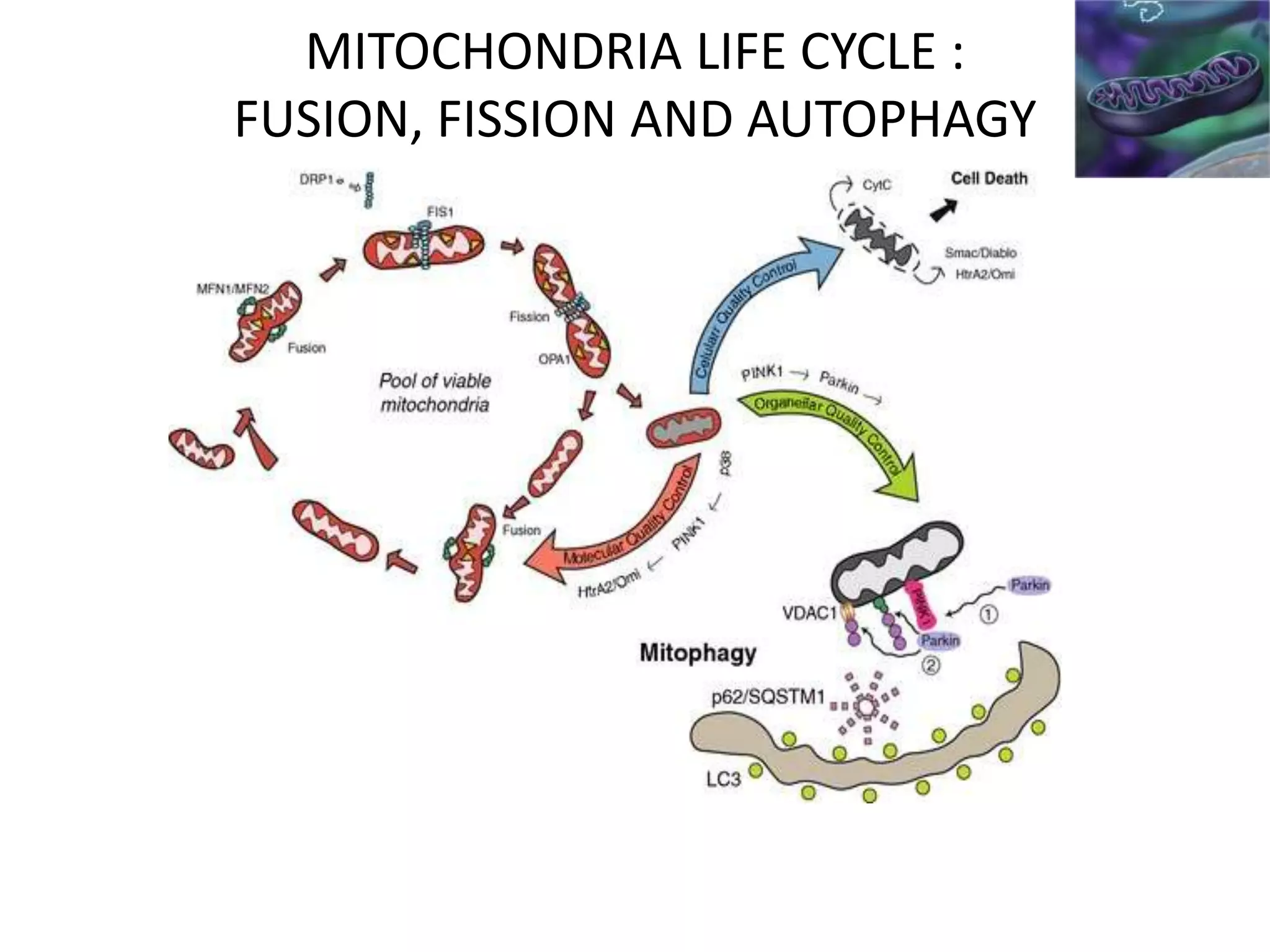 Mitochondrial Disorder | PPTX | Genetics | Science