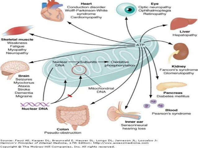 Mitochondrial Disorder