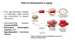 Mitochondrial aging 10.04.2019
