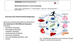 Mitochondrial aging 10.04.2019