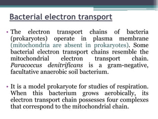 Electron Transport Chain Bacteria
