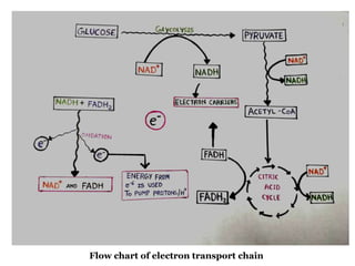 Electron Transport Chain Bacteria