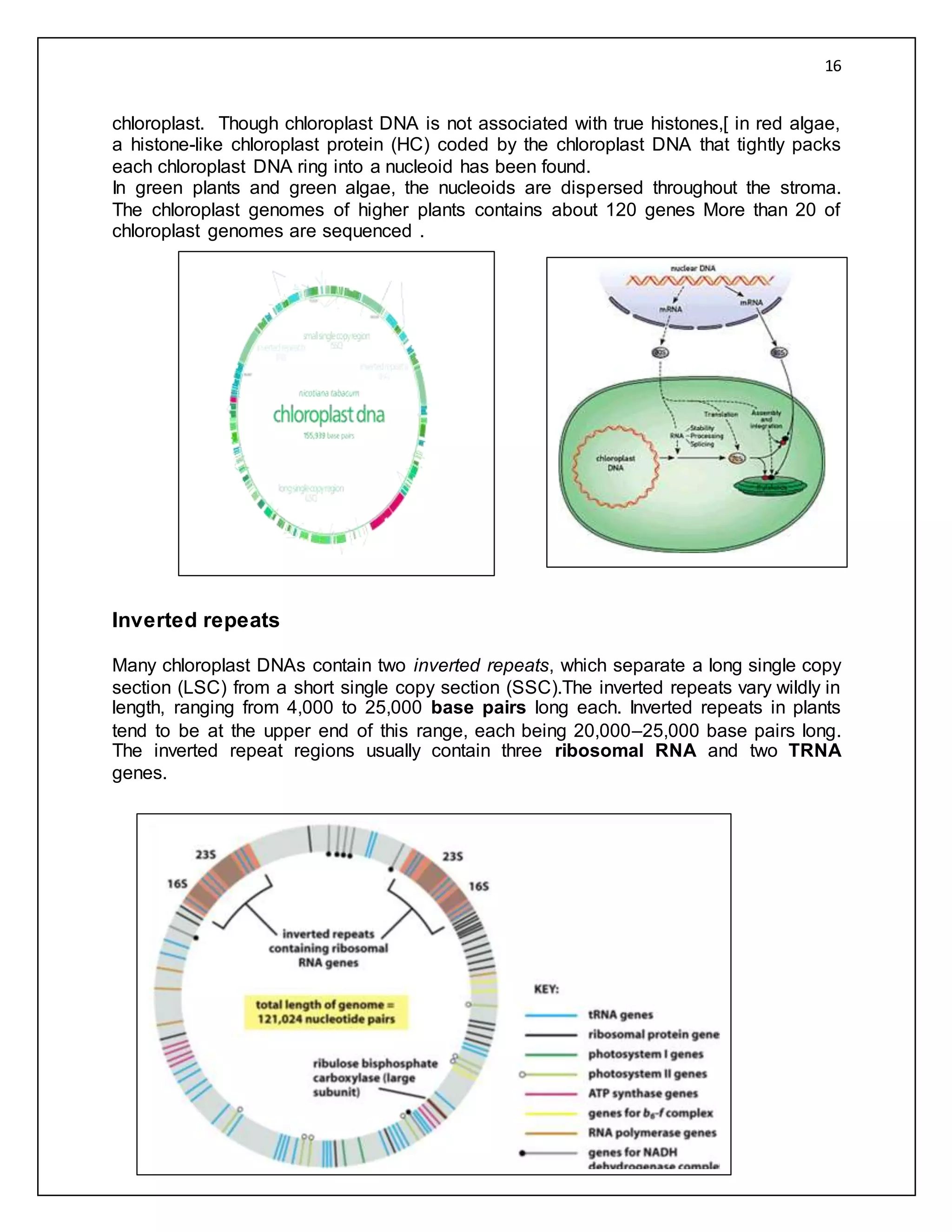 Mitochondrial and chloroplast DNA | DOCX
