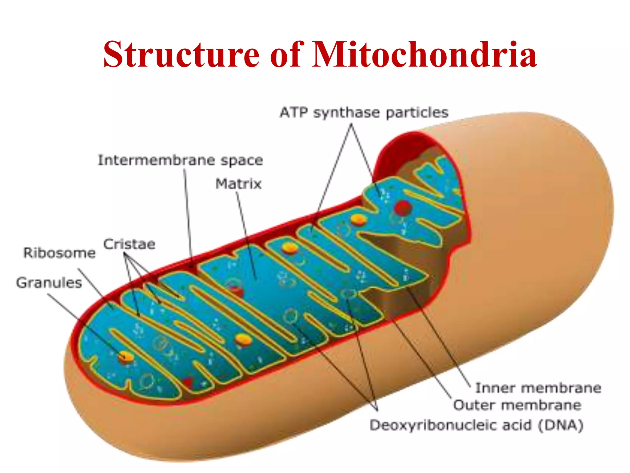Mitochondrial biogenesis.pptx