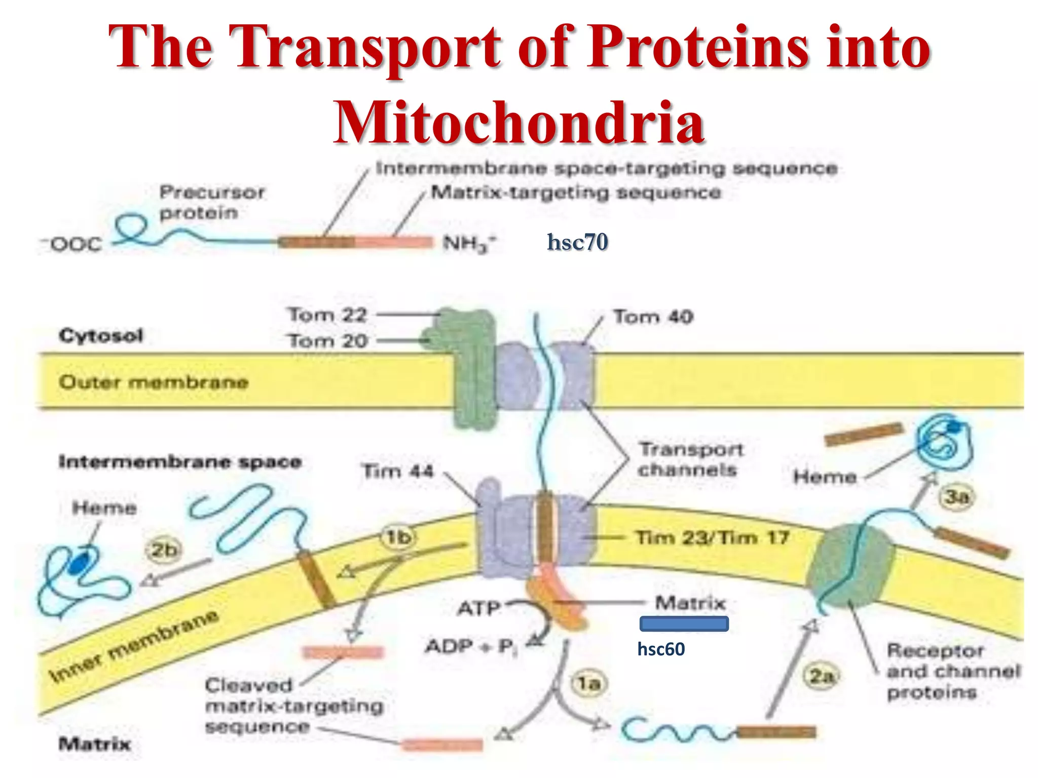 Mitochondrial biogenesis.pptx