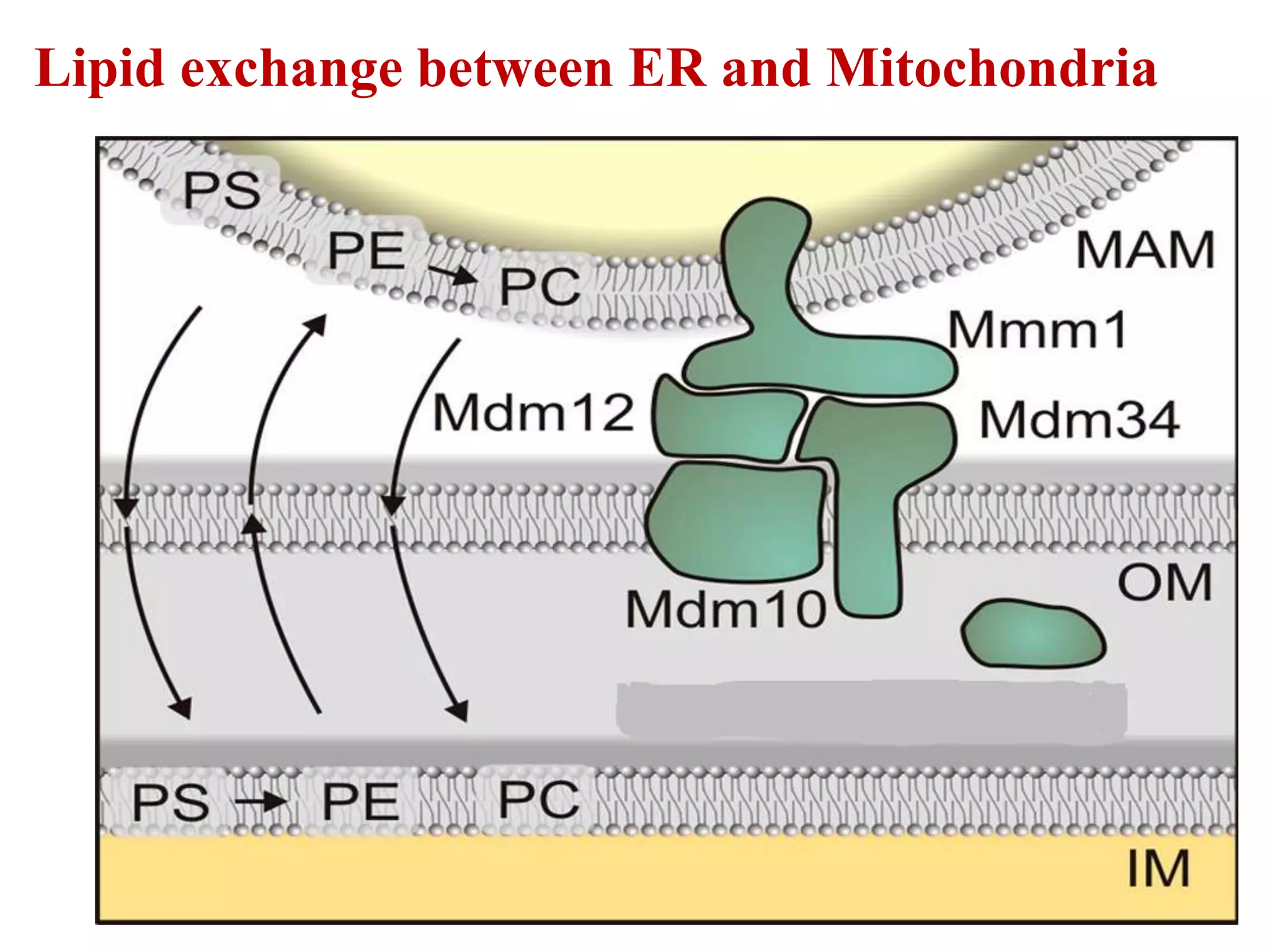 Mitochondrial biogenesis.pptx