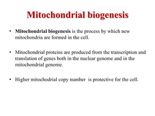 Mitochondrial biogenesis.pptx
