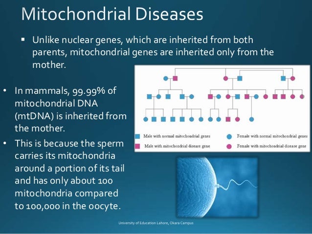 Mitochondrial Diseases