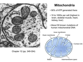 Mitochondrial DNA - and diseases. .pptx