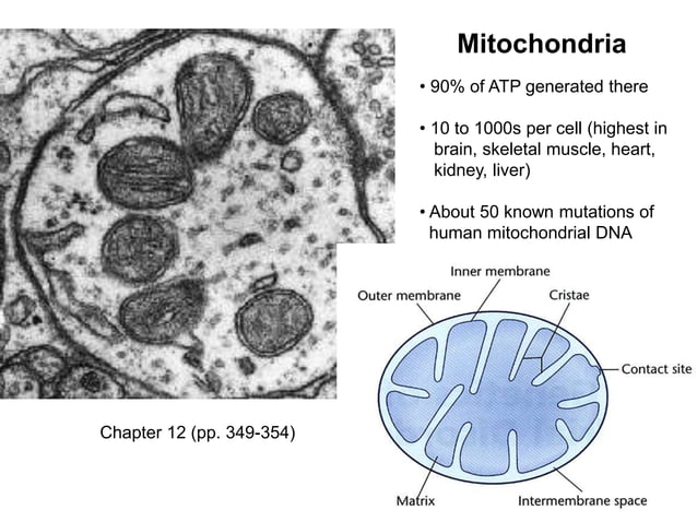 Mitochondrial DNA - and diseases. .pptx | Biological Sciences | Science
