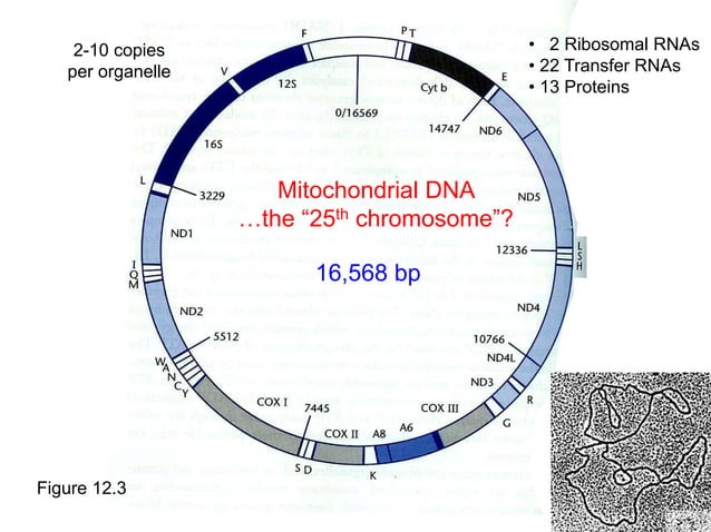 Mitochondrial DNA - and diseases. .pptx | Biological Sciences | Science