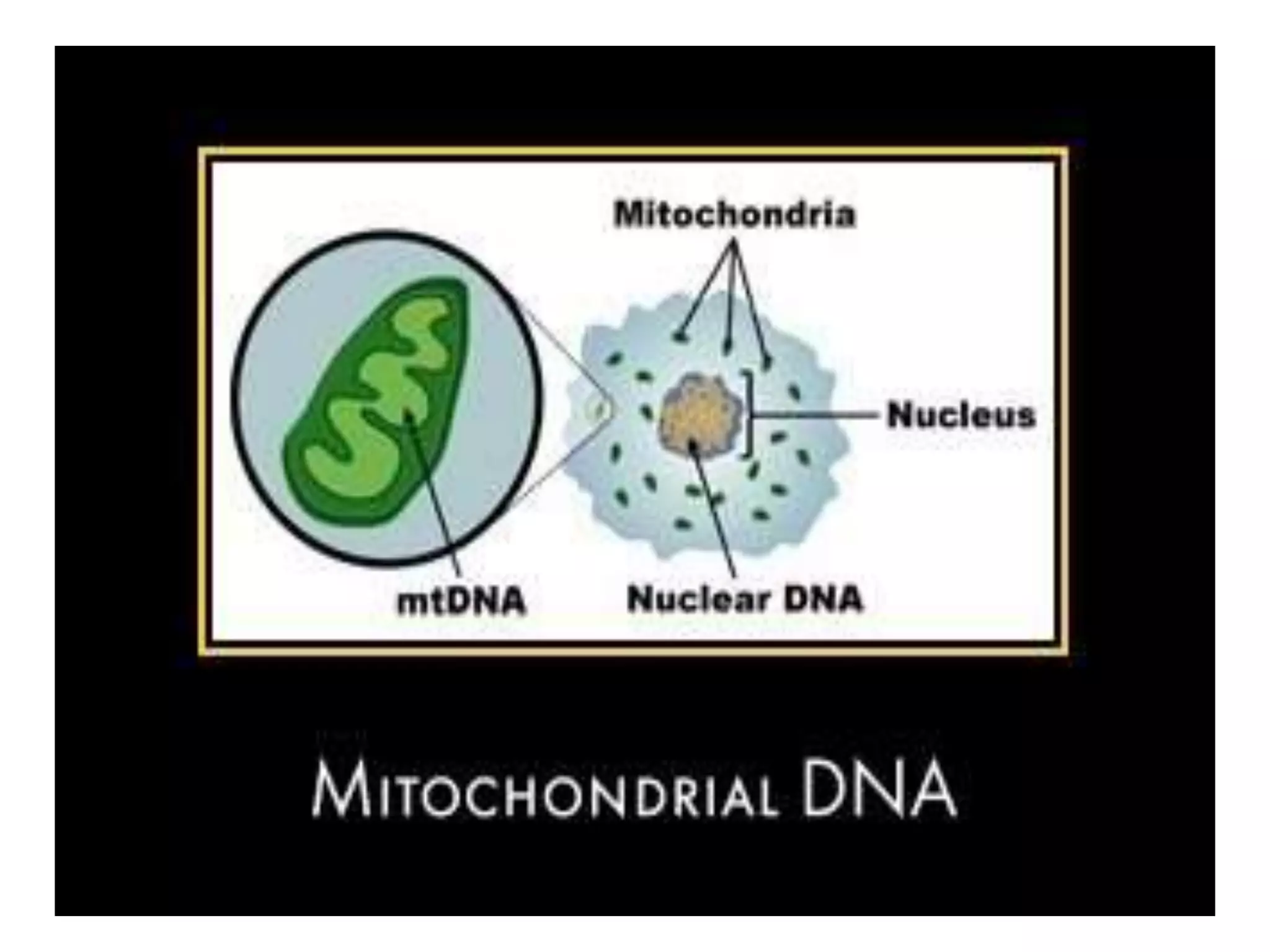 Mitochondrial dna | PPTX