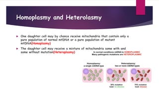 Mitochondrial dna | PPTX