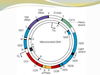 Mitochondrial Dna Structure