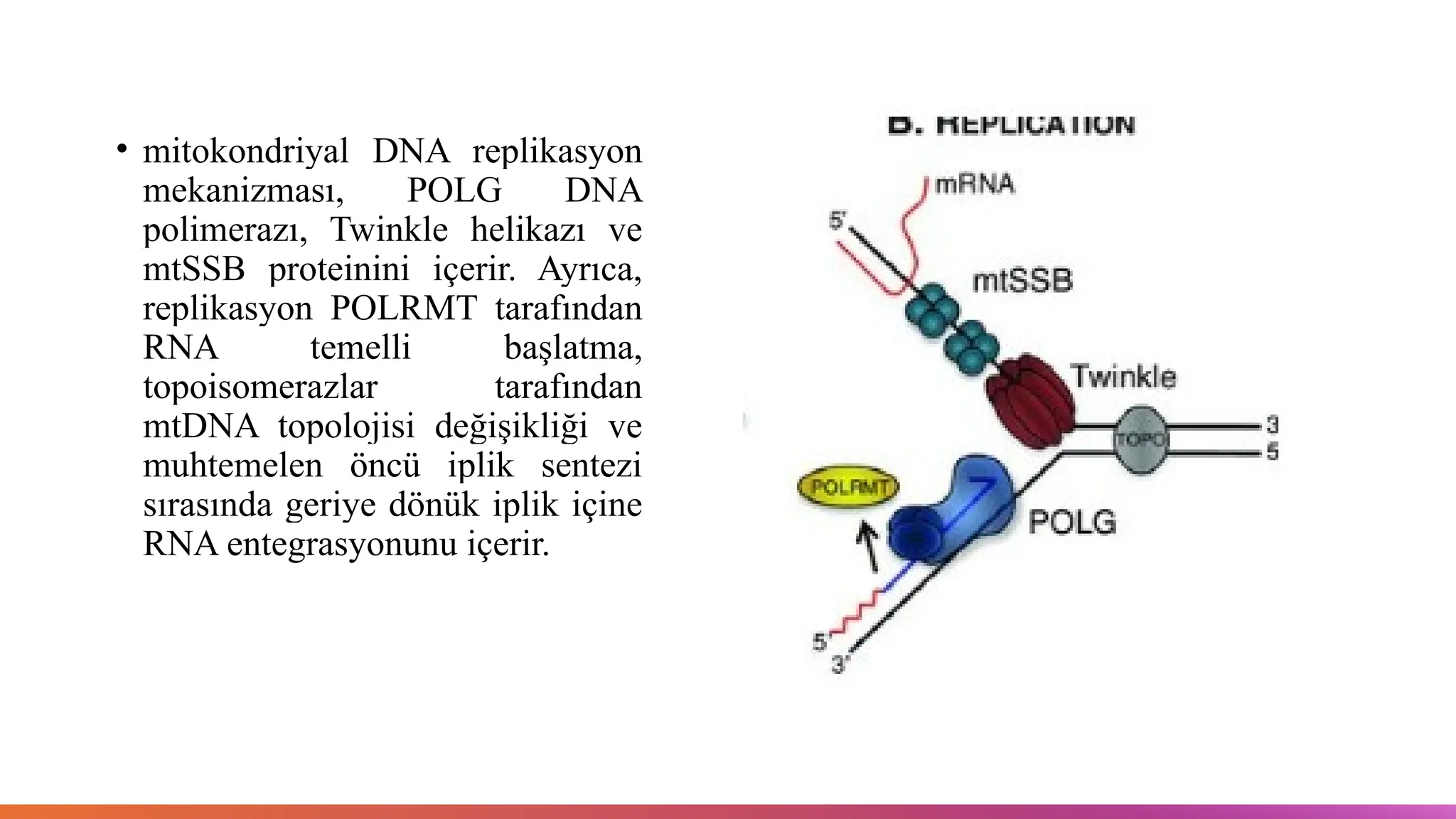 mitochondrial DNA.pptx.................. | PPT