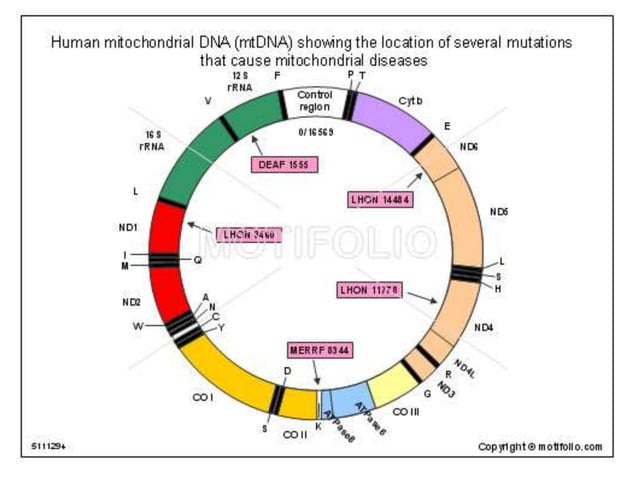 Mitochondrial_DNA Final.ppt